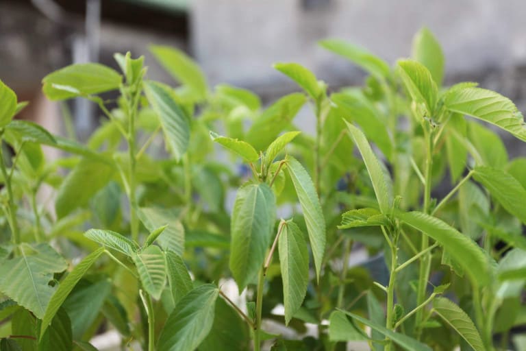 Rau đay là rau gì? Rau đay có tác dụng như thế nào đối với sức khỏe ...