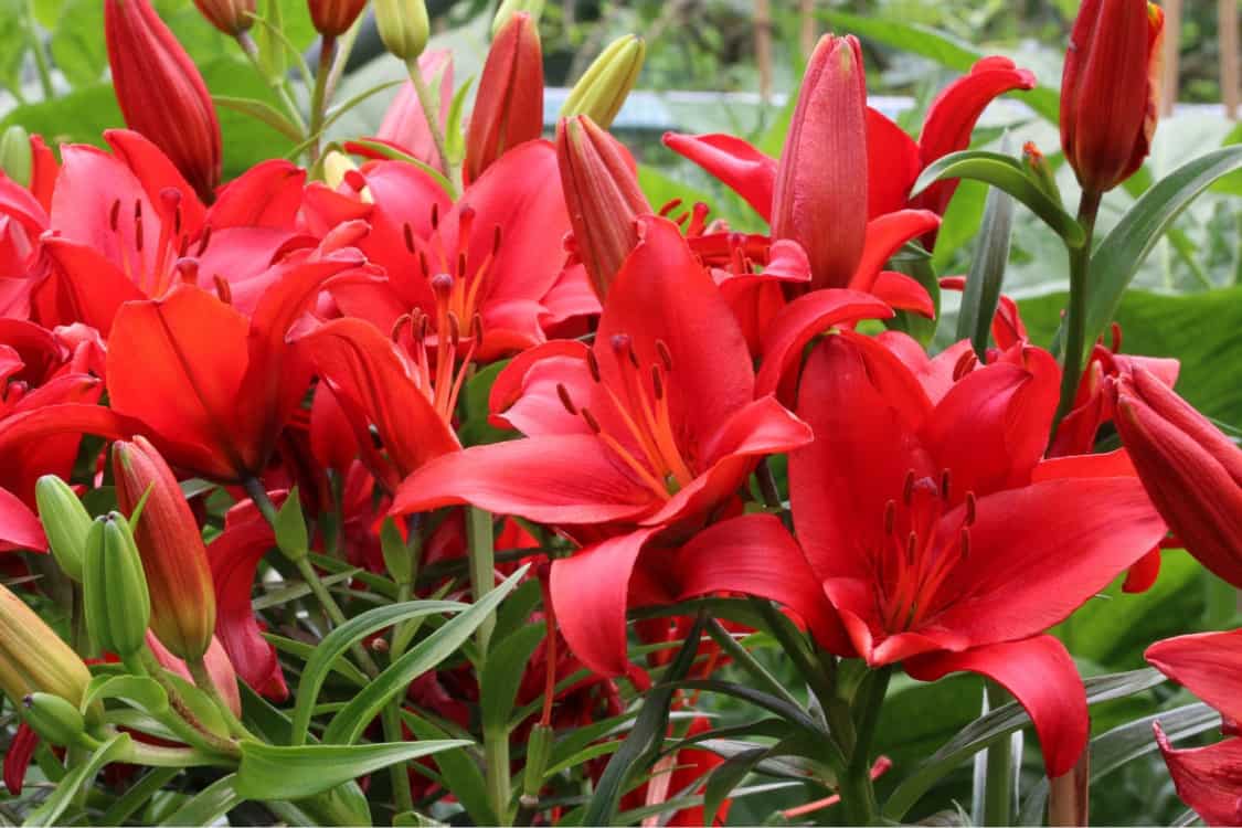 Ý nghĩa hoa Ly: loài hoa của sự chung thủy - Vua Nệm