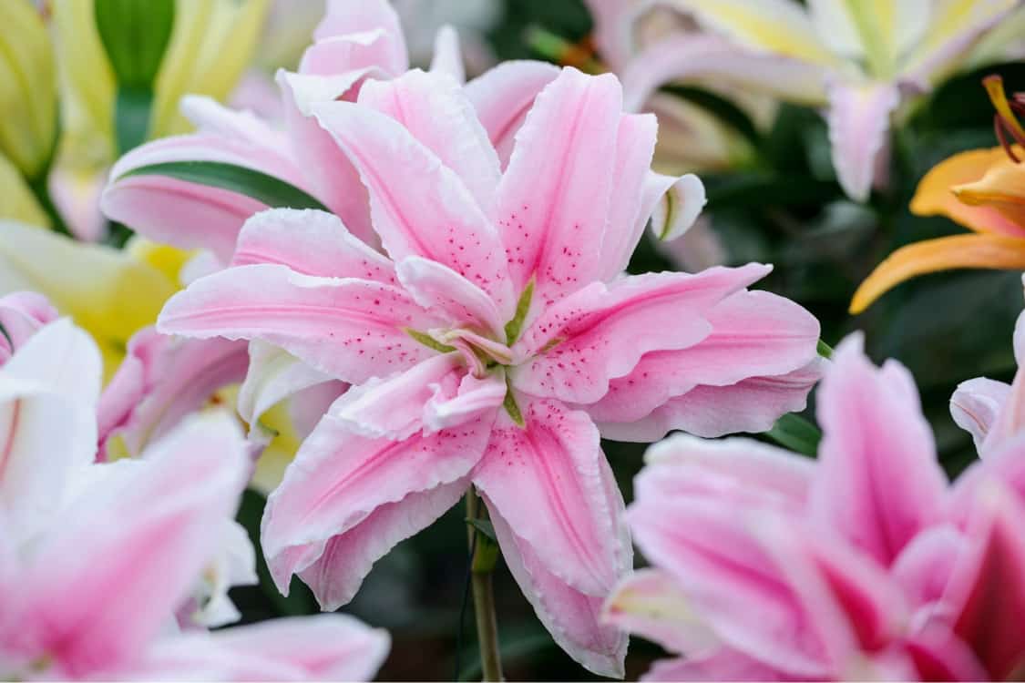 Ý nghĩa hoa Ly: loài hoa của sự chung thủy - Vua Nệm