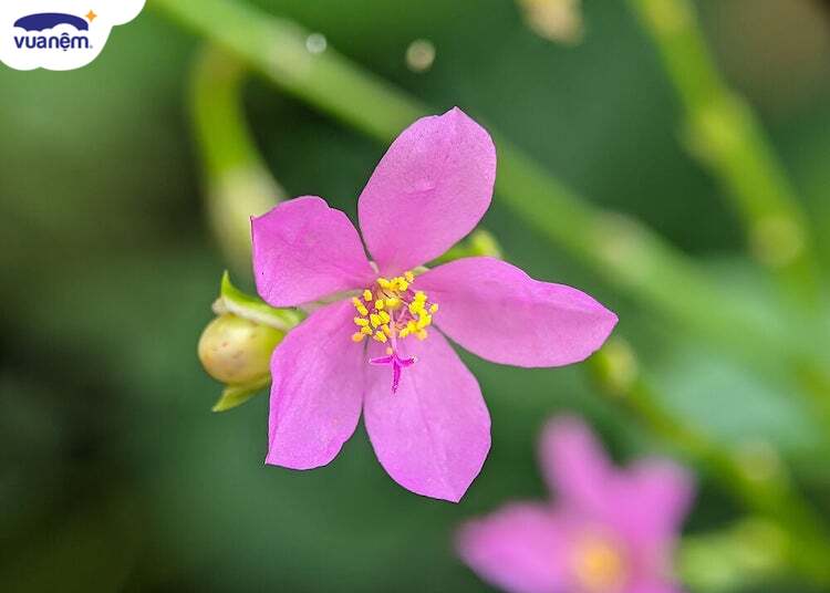 Rau sâm đất là rau gì? Những lợi ích “thần kỳ” của rau sâm đất - Vua Nệm