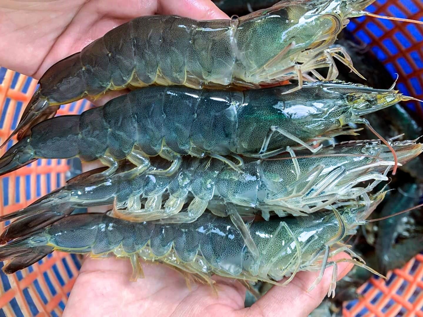 Có bao nhiêu loại tôm? Cách phân biệt các loại tôm không phải ai cũng ...