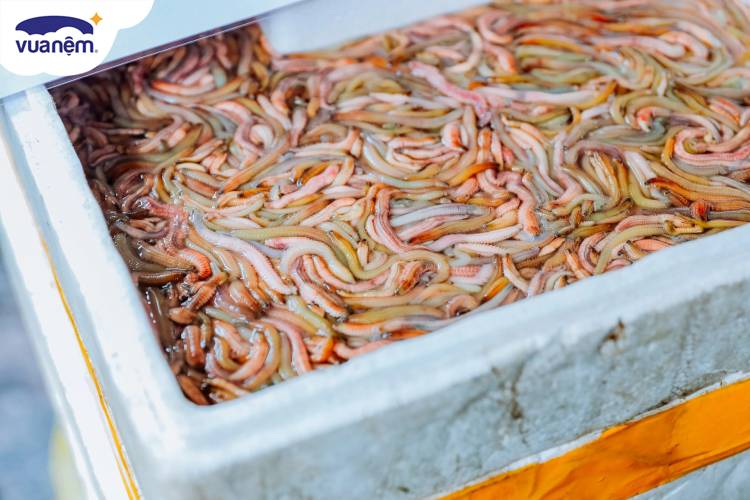 Con Rươi là gì? Các món ăn nổi tiếng được chế biến từ Rươi - Vua Nệm